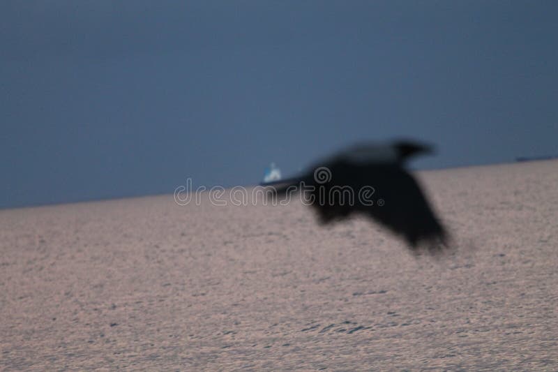 Beautiful crow stock image. Image of bird, winter, beautiful - 272013385