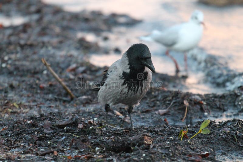 Beautiful crow stock photo. Image of black, gull, winter - 272013500
