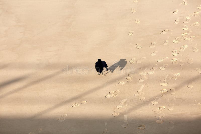 Beautiful Crow on the Sandy a Sunny Day Stock Photo - Image of beak ...