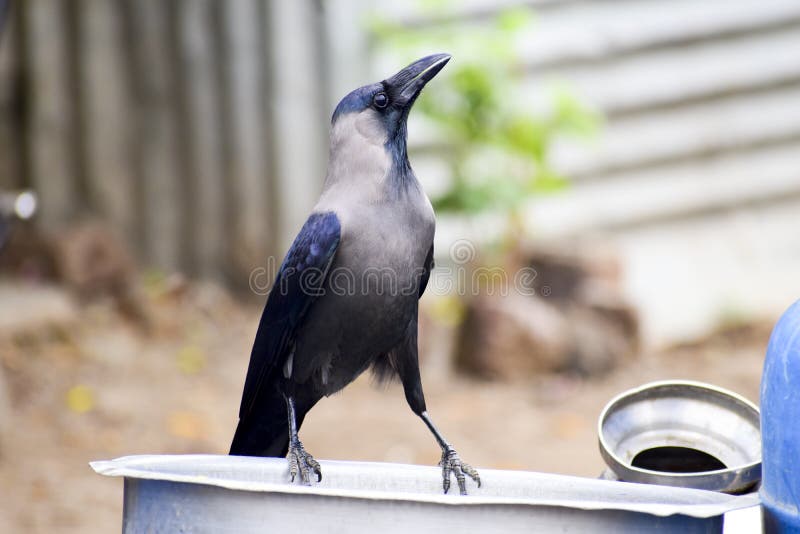 A beautiful crow stock photo. Image of brown, summer - 247449788