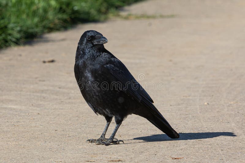 Beautiful Crow Stand on a Path Stock Image - Image of nature, feather ...
