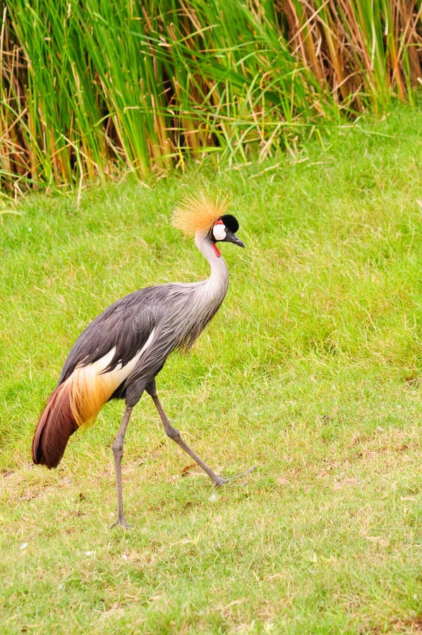 Beautiful Crowned Crane Bird Stock Photo - Image of crown, blue: 20245490