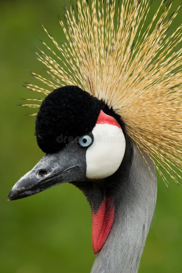Beautiful crowned crane stock image. Image of beauty - 87384799