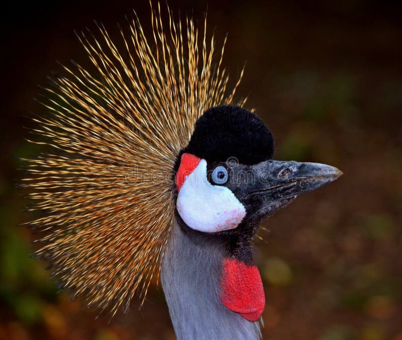 Beautiful Crowned Crane stock image. Image of crane, beautiful - 54501061