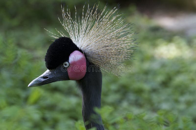 Beautiful Crowned Craned Big Bird Stock Photo - Image of green, beak ...