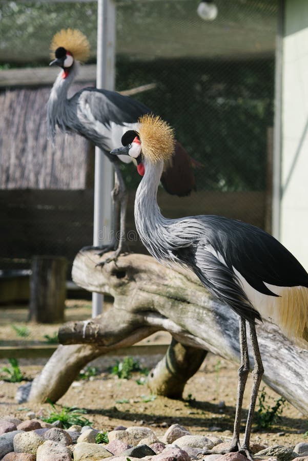 Beautiful Crowned Cranes at the Zoo Stock Photo - Image of head, face ...