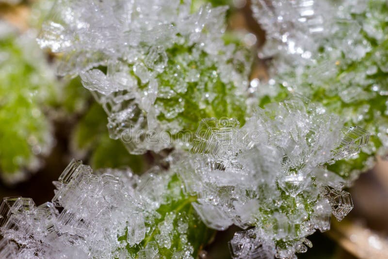 Beautiful Crystal Hoarfrost on Plants Macro Stock Image - Image of ...