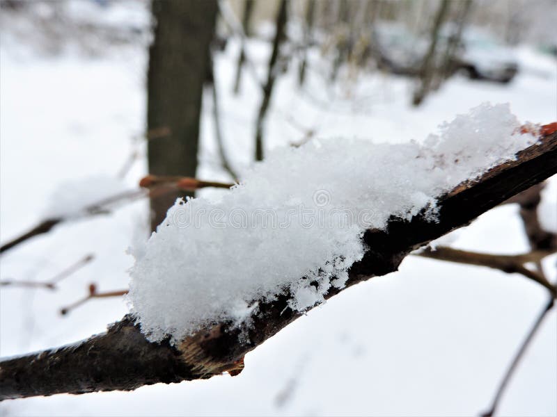 Beautiful Crystals of Snow on the Branch Stock Photo - Image of cold ...
