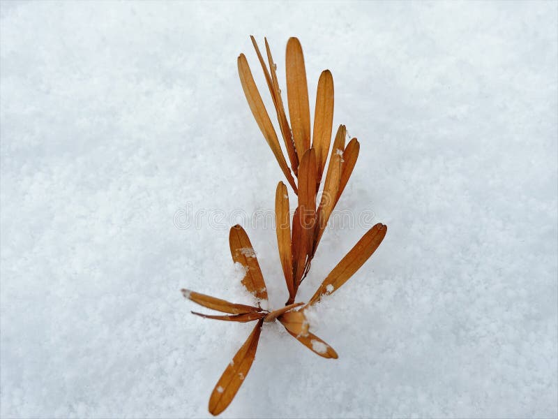 Beautiful Crystals of Snow and Seeds of Maple Stock Image - Image of ...