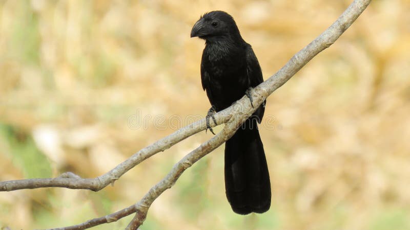 Smooth-Billed Ani or Crotophaga Ani Stock Image - Image of wildlife ...