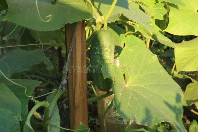 Two-faced cucumber stock photo. Image of shade, cucumber - 227525568