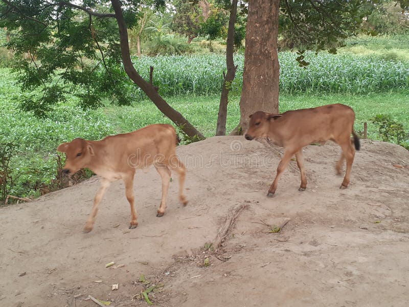 Culfs Stock Photos - Free & Royalty-Free Stock Photos from Dreamstime