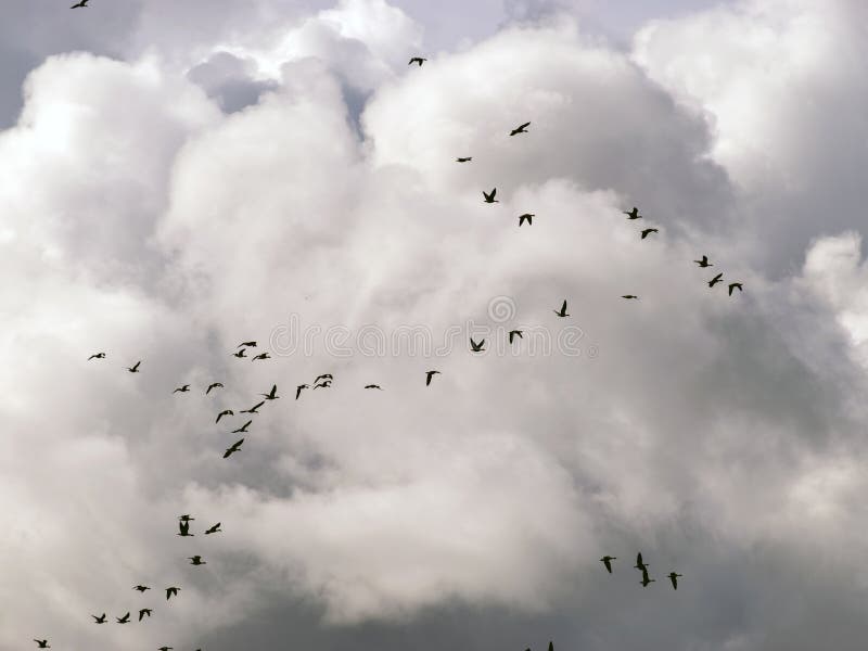Beautiful Cumulus Clouds in the Sky, Lots of Flying Geese Stock Photo ...