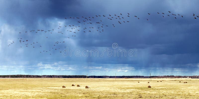 Beautiful Cumulus Clouds in the Sky, Lots of Flying Geese Stock Photo ...