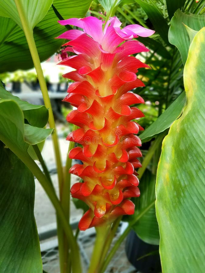 Beautiful Curcuma Sessilis Pink Flowers Bloom In The Rain Forest, At Pa ...