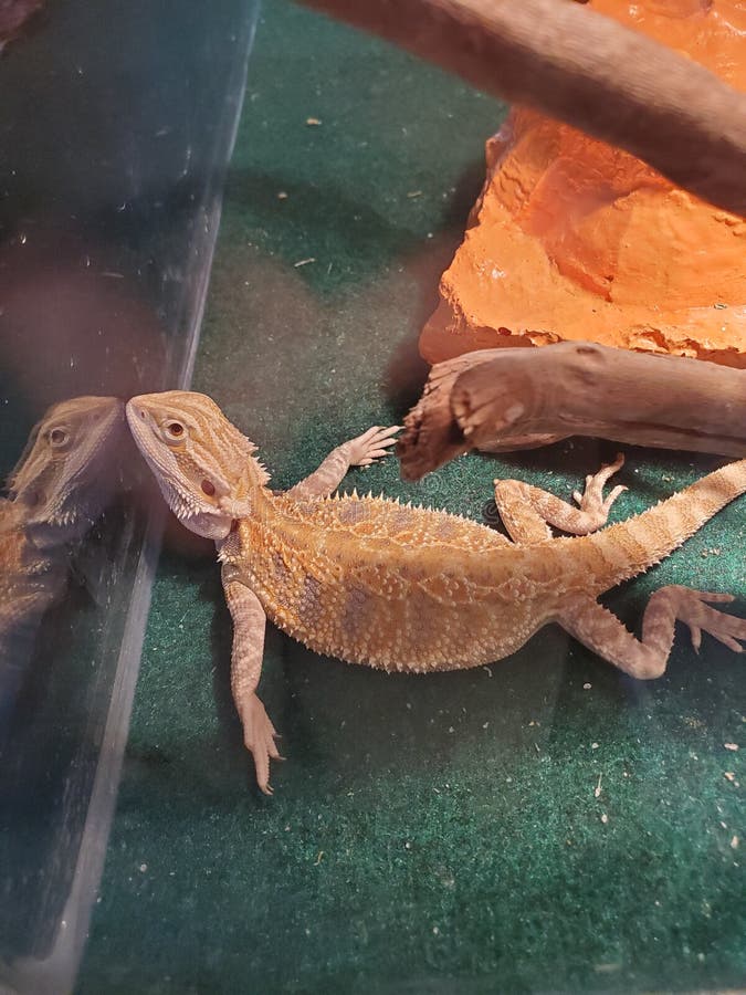 Beautiful Curious Baby Bearded Dragon Posing Funny Stock Image - Image ...