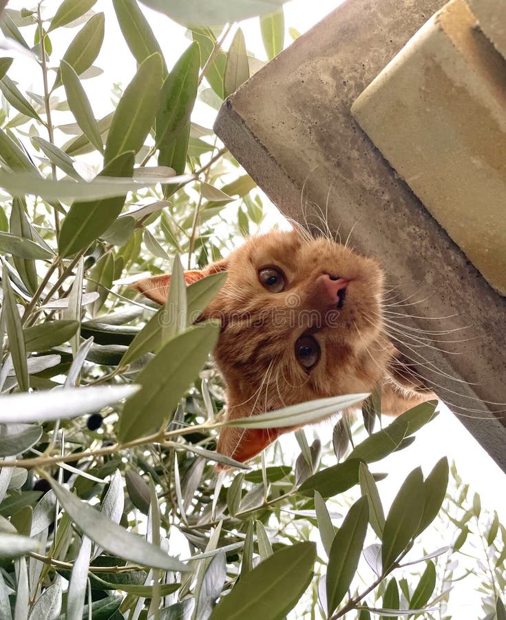 Curious Ginger Cat Under the Tree Stock Image - Image of animal, tree ...