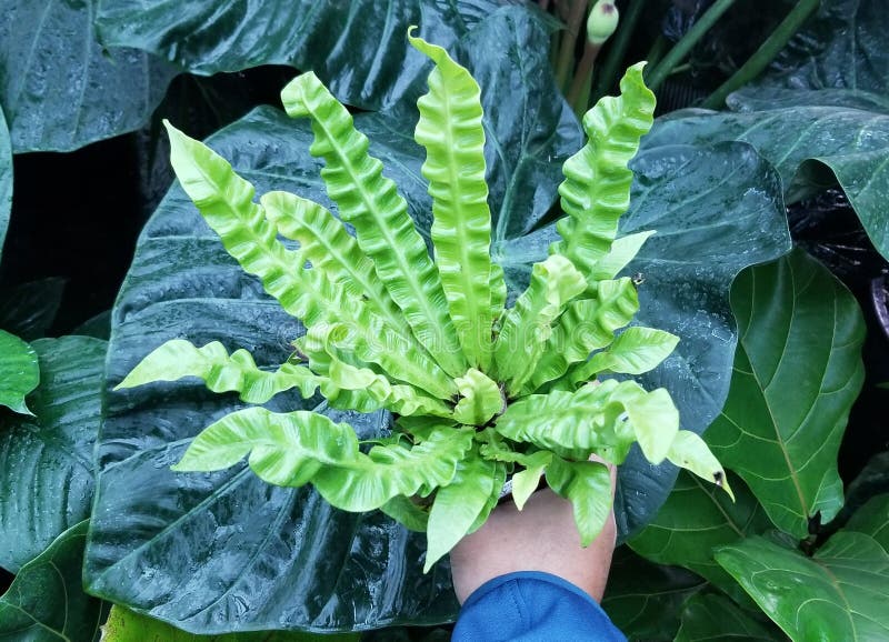 The Beautiful Curly Green Leaves of Crispy Wave Ferns Stock Image ...