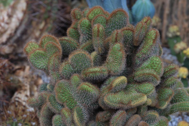 Close Up Texture and Pattern of Cactus Stock Photo - Image of abstract ...
