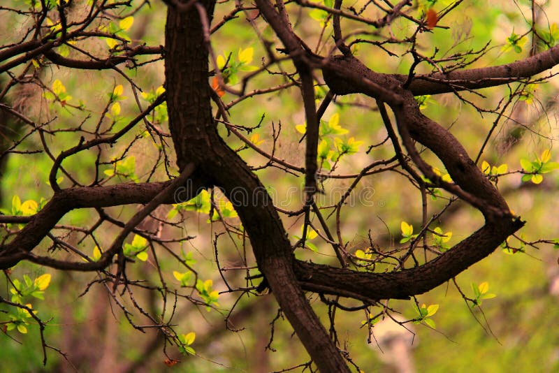 Beautiful Curved Brown Branch with Young Small Leaves, Blurred ...