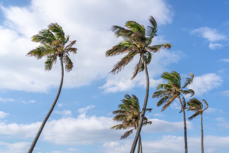 Curved Coconut Palm Tree Isolated on White Stock Image - Image of palm ...