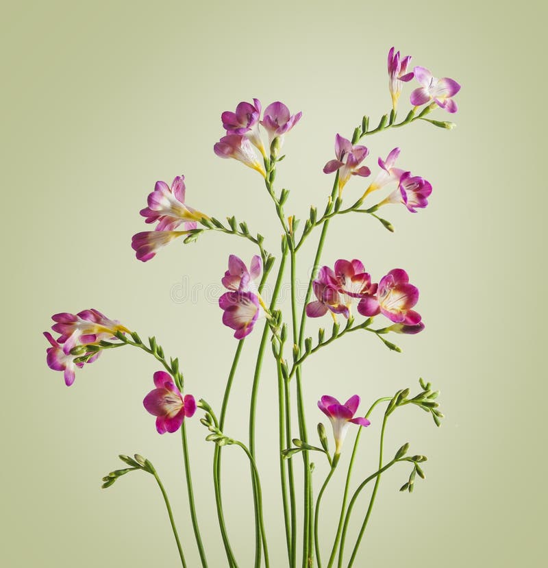 Beautiful Curved Pink Flowers at Green Background Stock Photo - Image ...