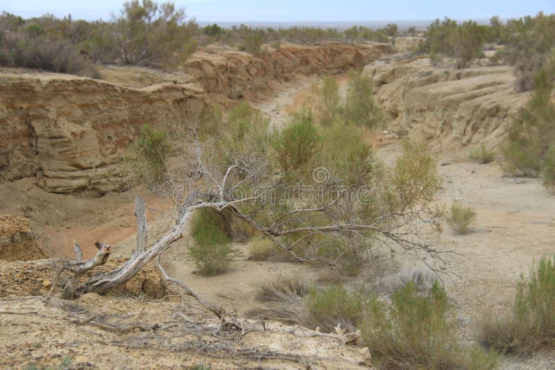 Beautiful Curved Tree Against the Backdrop of a Yellow Canyon in Summer ...