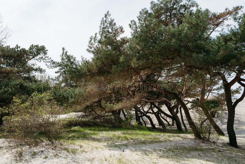 Beautiful Curved Trees Landscape Stock Photo - Image of natural, growth ...