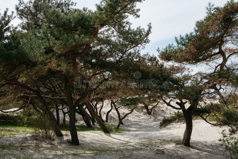 Beautiful Curved Trees Landscape Stock Image - Image of kaliningrad ...