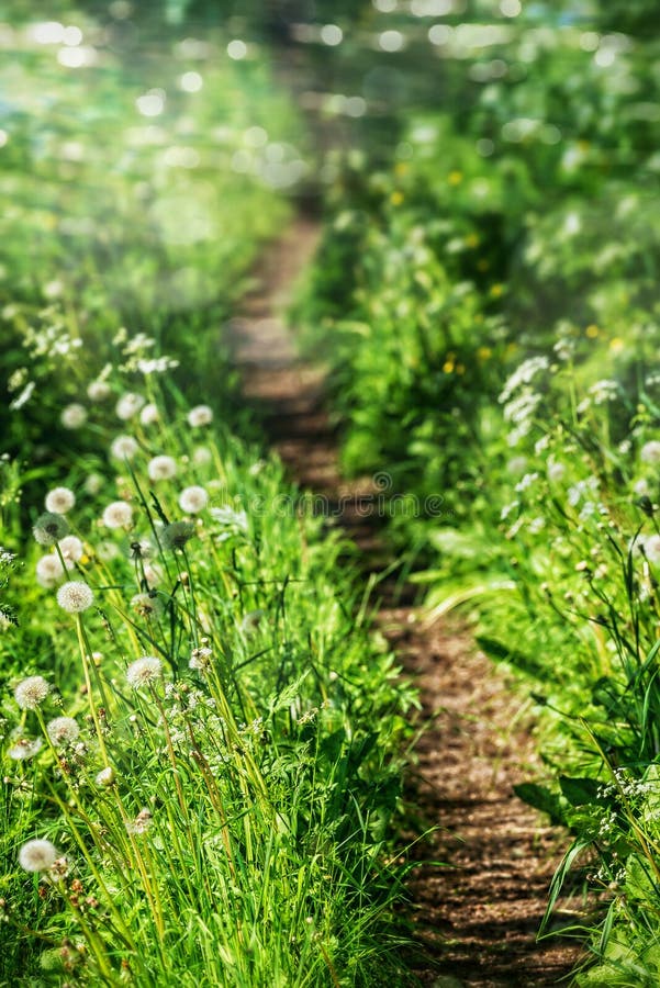 Beautiful curvy path stock image. Image of background - 31576437