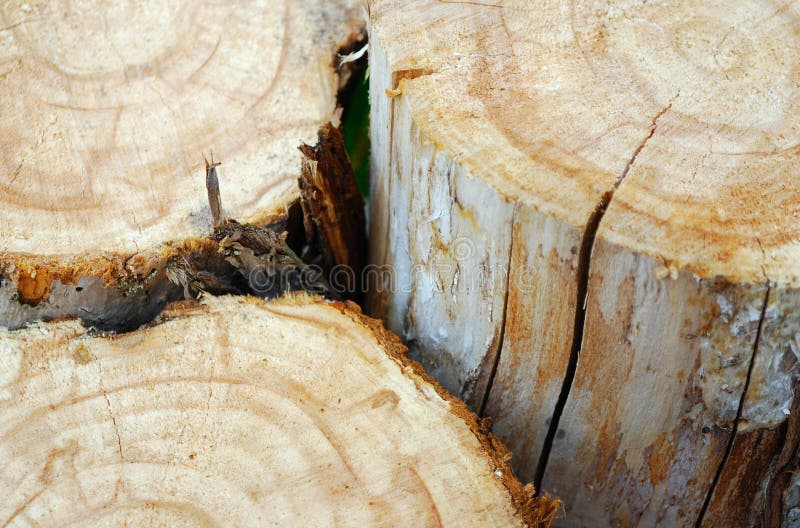 Beautiful cut of tree stock photo. Image of logging, time - 6092772