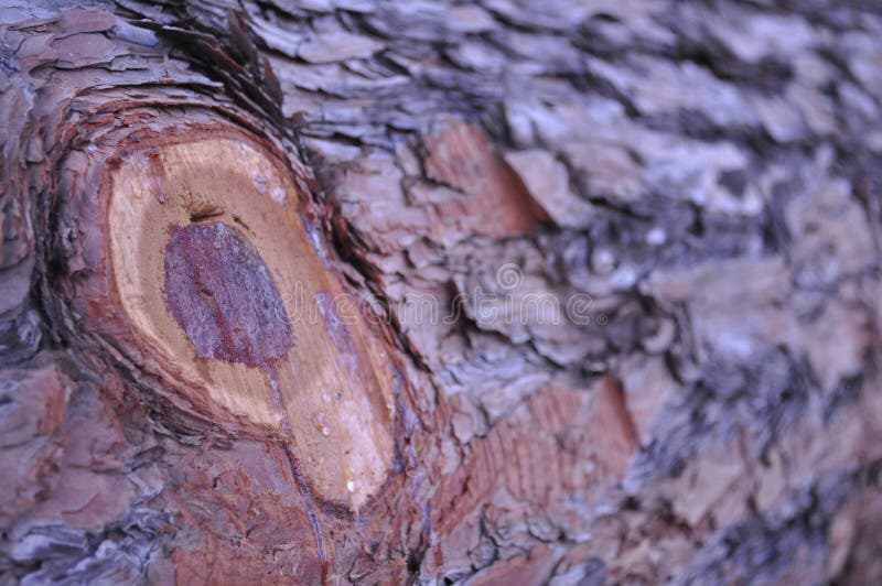 The Beautiful Cut Tree Trunk Stock Image - Image of firewood, natural ...