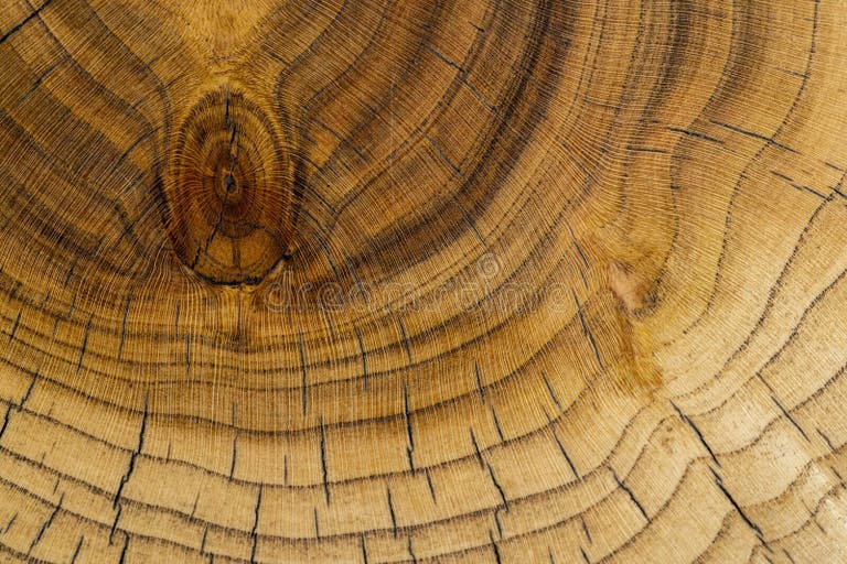 A Beautiful Cut of a Walnut Tree Processed for Decoration and Use Stock ...