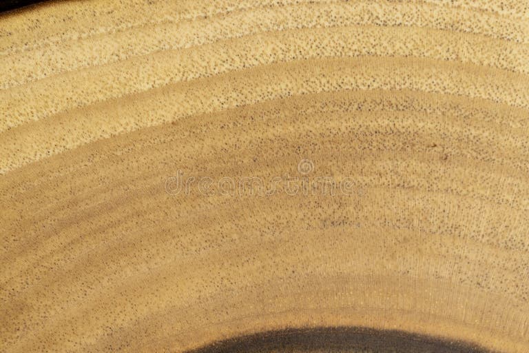 A Beautiful Cut of a Walnut Tree Processed for Decoration and Use Stock ...