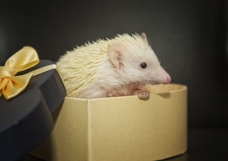 Beautiful and Cute African Pygmy Hedgehog Indoor Stock Photo - Image of ...
