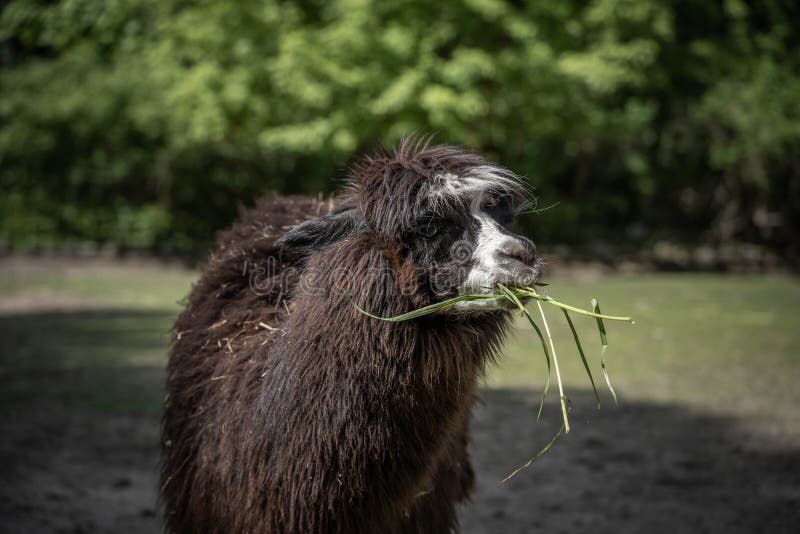 Beautiful Cute Alpaca Chewing Grass, Incredible Wildlife Stock Photo ...