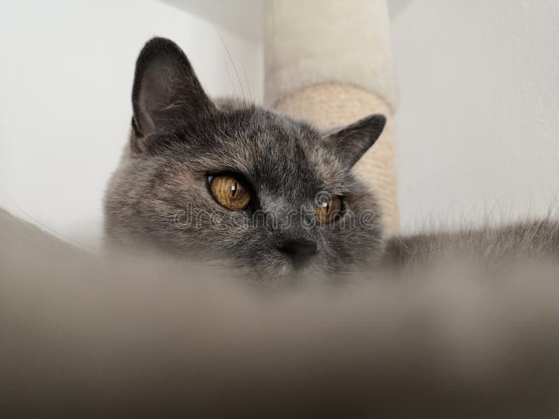 Beautiful cute british cat stock photo. Image of monochrome - 235681126