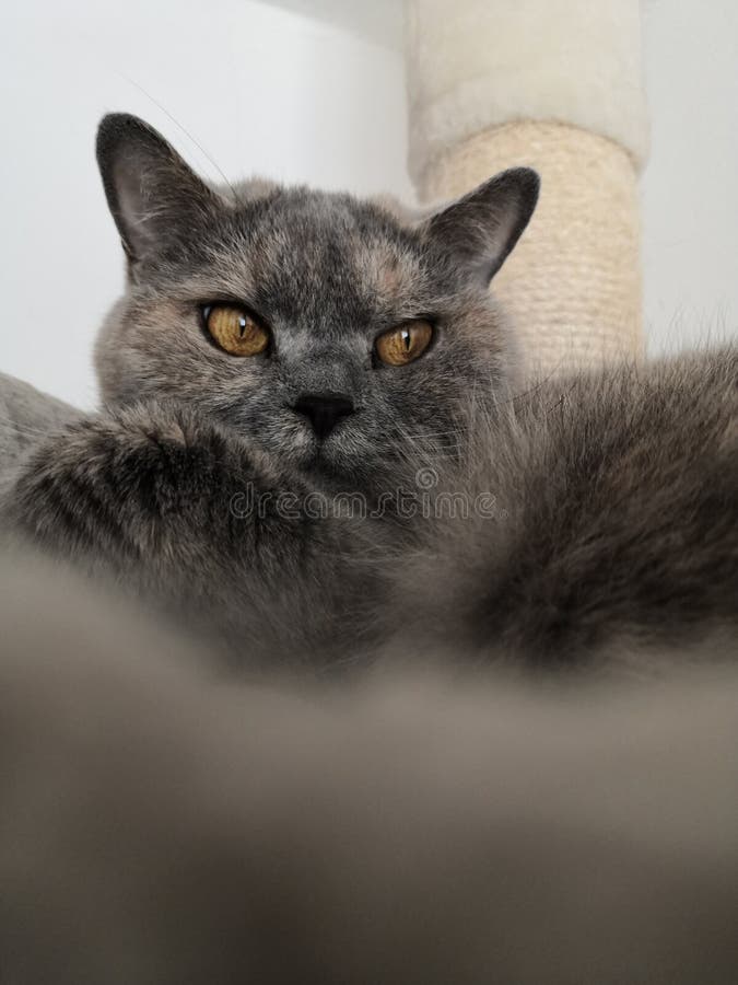 Beautiful cute british cat stock image. Image of mammal - 235681137