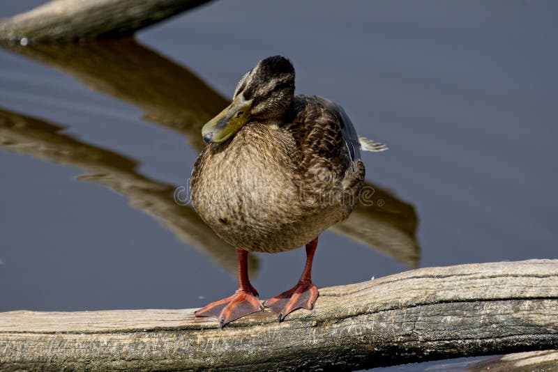 Beautiful and Cute Brown Duck Standing on the Wood Stock Photo - Image ...