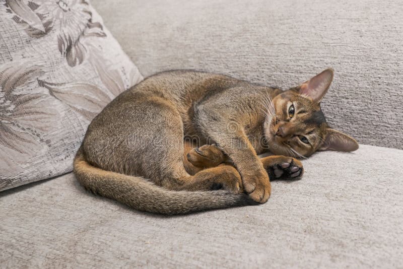 Beautiful Cute Cat Curled Up on a Beige Sofa Stock Photo - Image of ...
