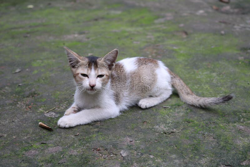 Beautiful and Cute Cat Lying on the Ground Stock Photo - Image of hunt ...
