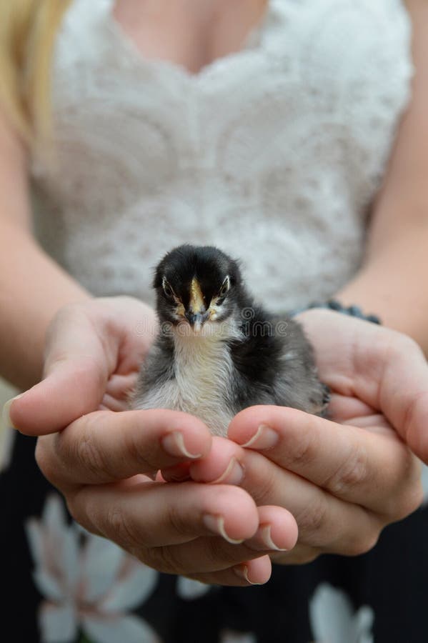Cute chick in hands stock photo. Image of eggs, animals - 197585430
