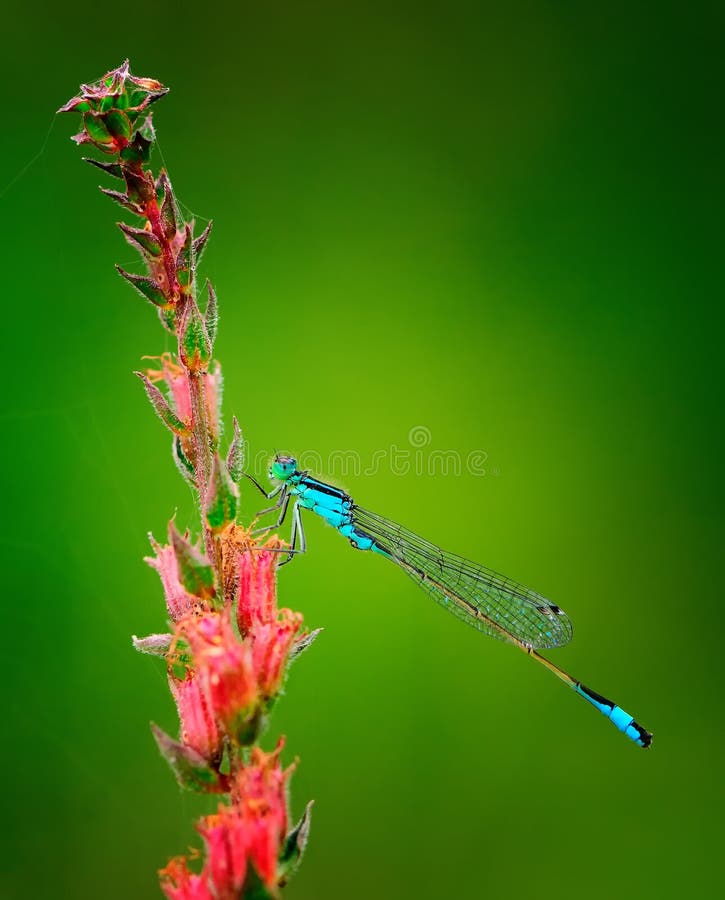 Beautiful Cute Dragonfly Ischnura Elegans Stock Photo - Image of ...