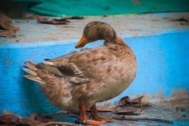 Beautiful Cute Duck Looking Back and Closeup Duck Wallpaper Stock Image ...