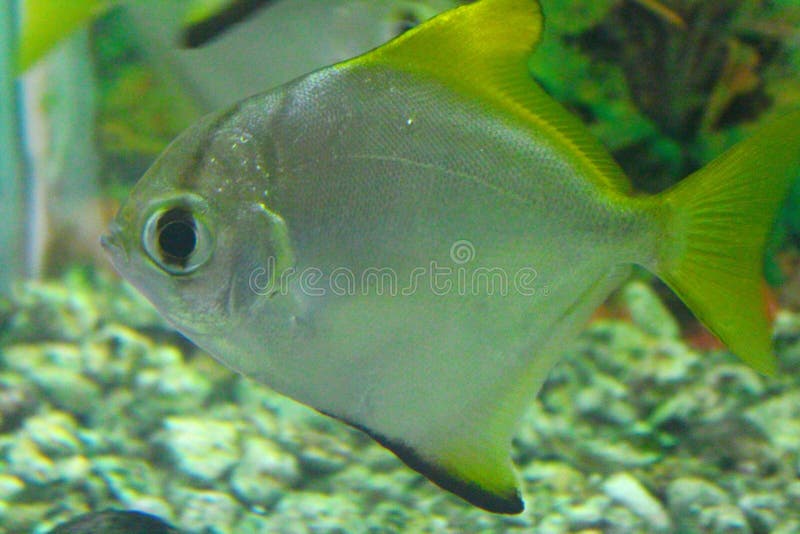 A Beautiful Cute Fish in a Tank Stock Photo - Image of tank, cute ...