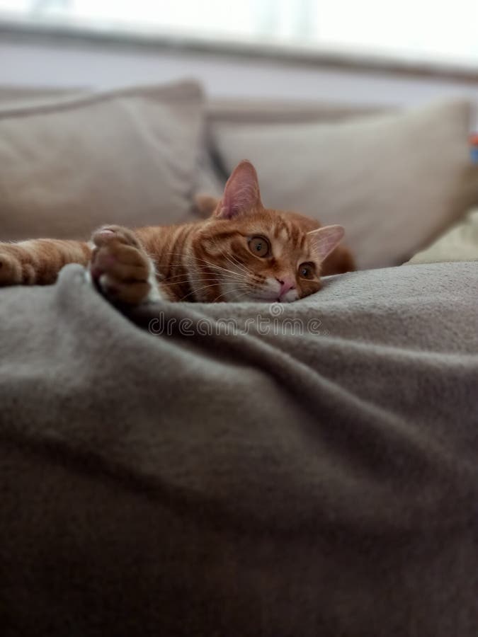 Beautiful Cute Funny Orange Cat in Cool Places Stock Image - Image of ...