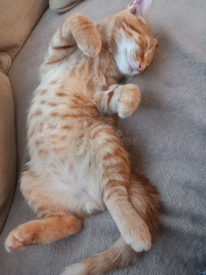 Beautiful Cute Funny Orange Cat in Cool Places Stock Image - Image of funny, places: 390687555