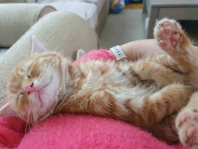 Beautiful Cute Funny Orange Cat in Cool Places Stock Photo - Image of ...