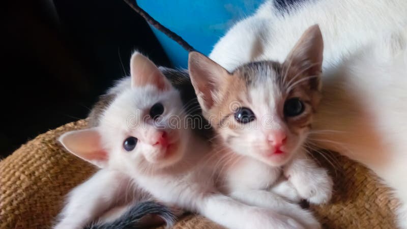 Beautiful Cute Kitten Posing Each Other Stock Image - Image of cute ...