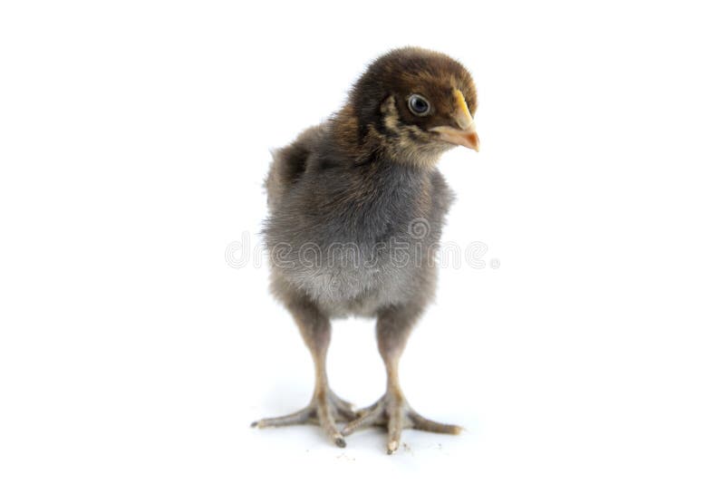 Beautiful Cute Little Chicken Isolated on White Stock Photo - Image of ...